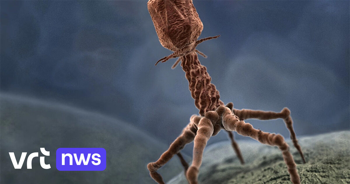 Spreekt u virus? Bacteriofagen sturen elkaar chemische boodschappen ...