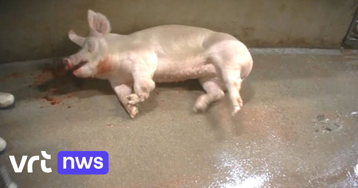 Slachthuis Tielt wil voortaan "constante livestream" | VRT NWS: nieuws