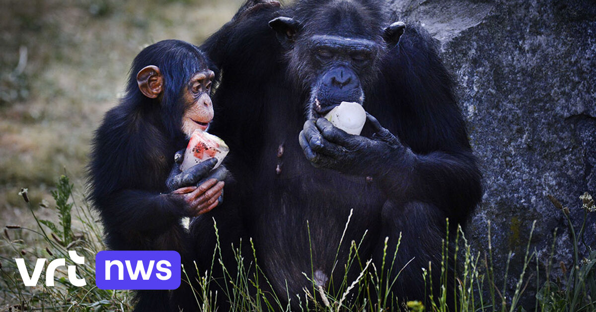 Chimpansees in Ivoorkust met uitsterven bedreigd door miltvuur. | VRT ...