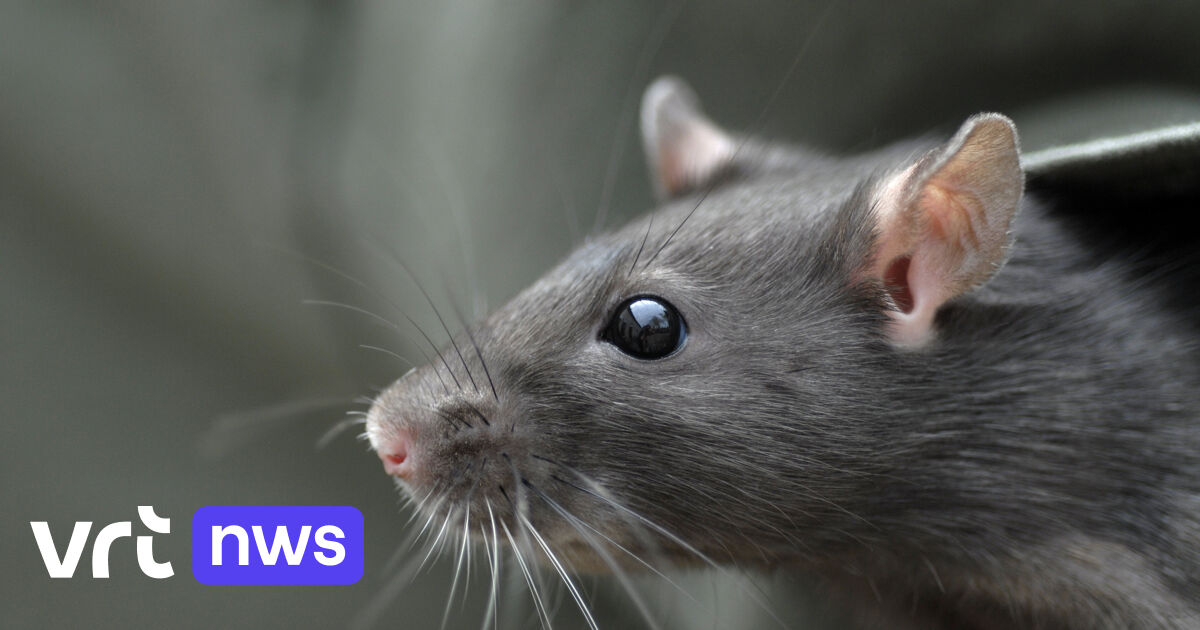 "De Zwarte Dood", verspreid door mensen, niet door ratten | VRT NWS: nieuws