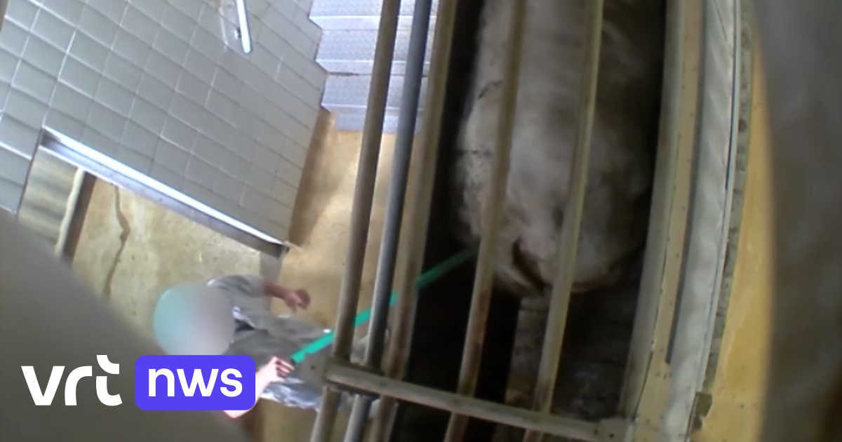 Mishandeling in slachthuizen | VRT NWS: nieuws