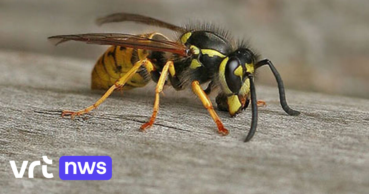 Meer wespen dan normaal door warme weer | VRT NWS: nieuws