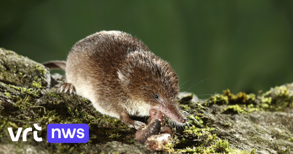 Spitsmuis krimpt om winter te overleven | VRT NWS Nieuws