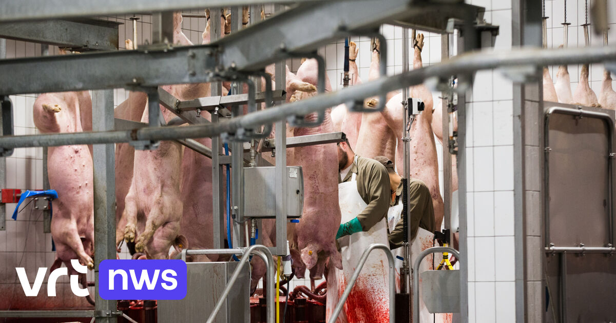 Tielts slachthuis krijgt ook in beroep geen toelating om jaarlijks ...