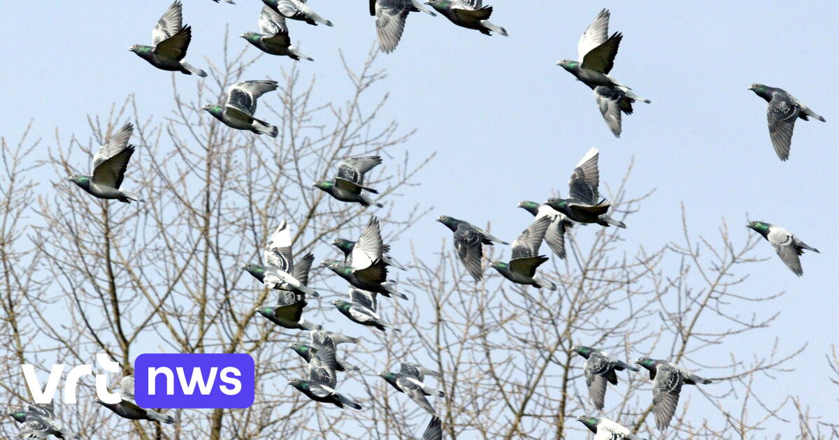 Stadsduiven Tongeren krijgen de pil en... "ja, het werkt, er zijn er ...