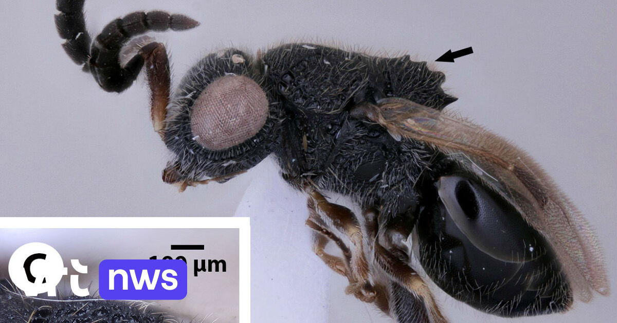 Nieuwe parasitaire wesp heeft "lichaamszaag" om uit lichaam gastheer te ...
