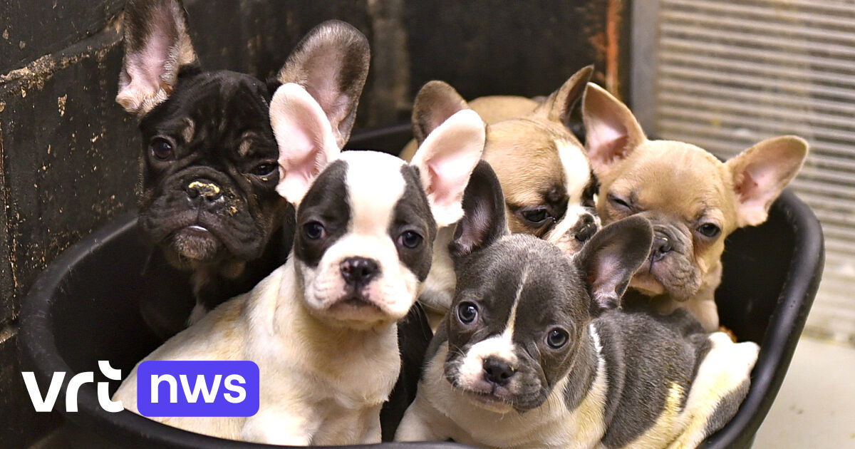 60 puppy's weggehaald bij broodfokker in Essen | VRT NWS: nieuws