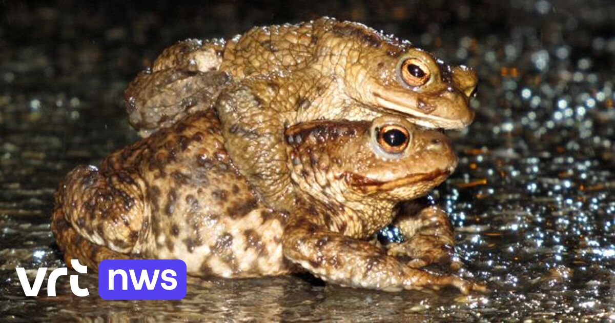 Paddentrek in Limburg komt op gang | VRT NWS: nieuws