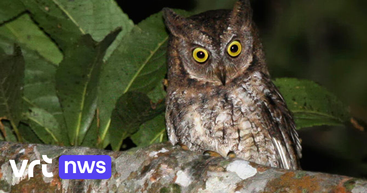 Un ornithologue belge découvre un nouveau hibou | VRT NWS: le site d ...