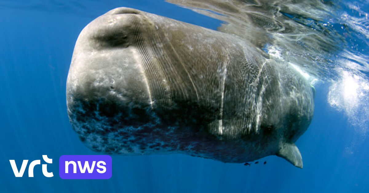 Hoe kan de potvis zo lang zijn adem inhouden? | VRT NWS: nieuws