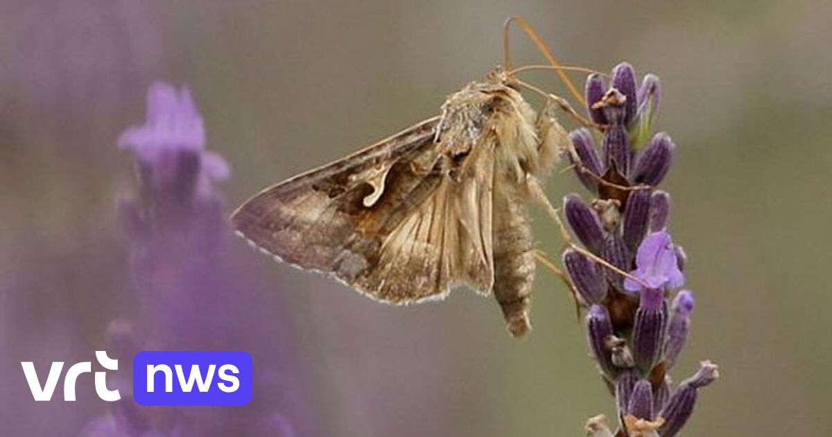 Gamma-uil heer en meester in Vlaamse tuinen | VRT NWS: nieuws