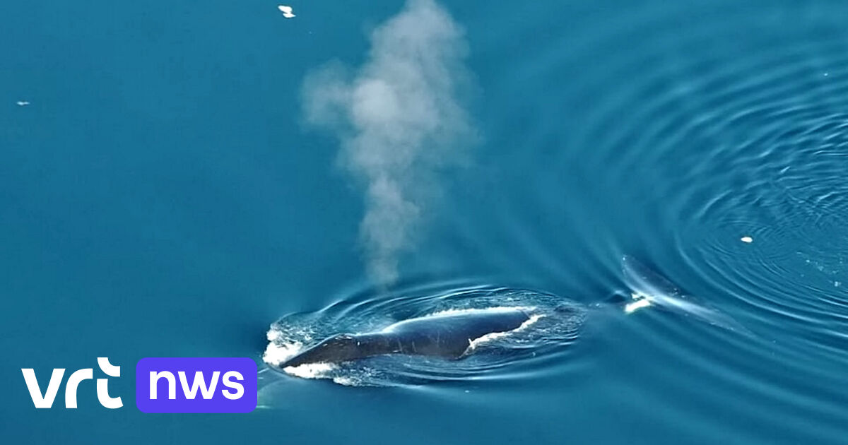 De Groenlandse walvis, een jazz-artiest in de oceaan | VRT NWS Nieuws