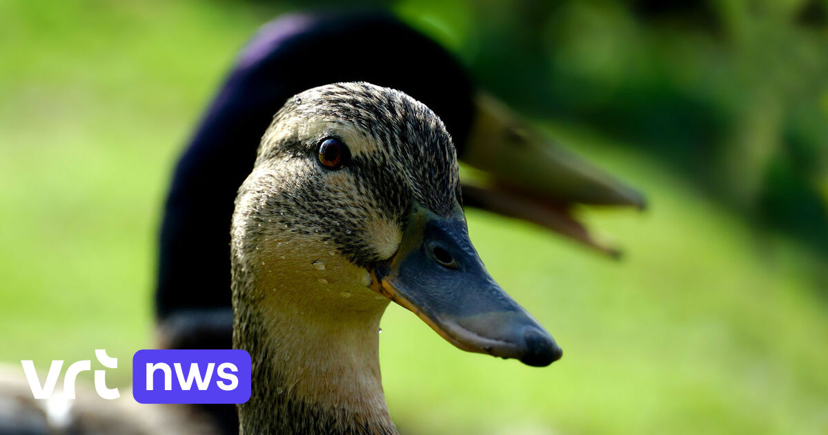 Verboden eendjes te voederen in Mol: “Niet goed voor eenden en trekt ...
