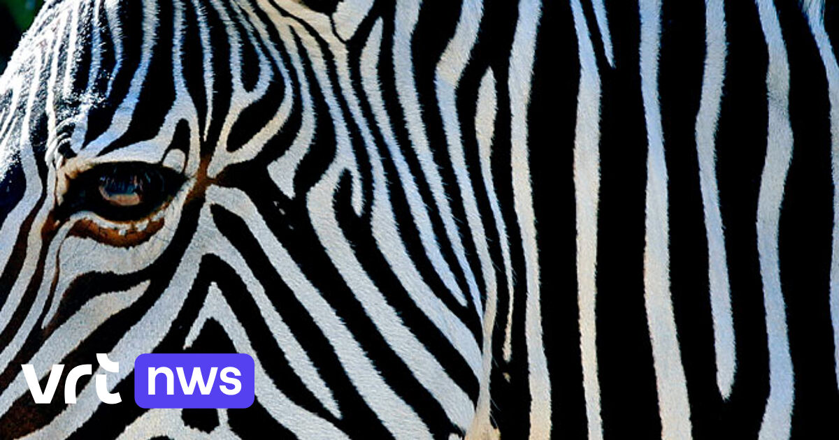 Waarom hebben zebra's zwart-witte strepen? | VRT NWS: nieuws