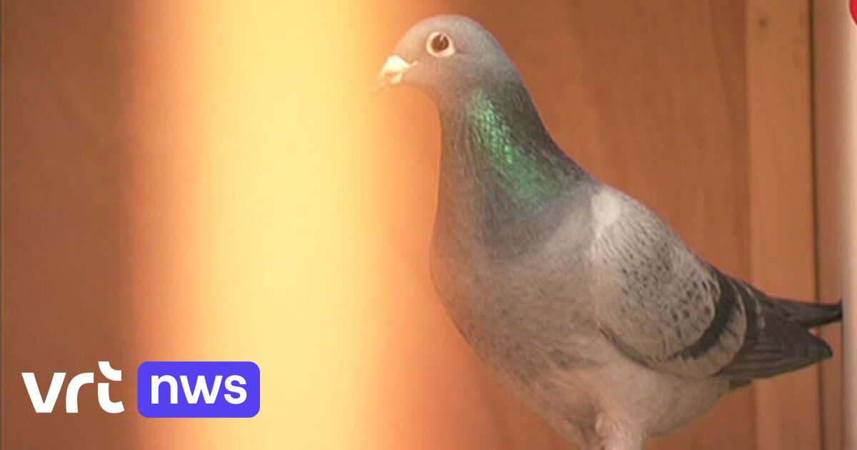 "Het is alsof de houtduiven gewoon dood uit de lucht vallen" | VRT NWS ...