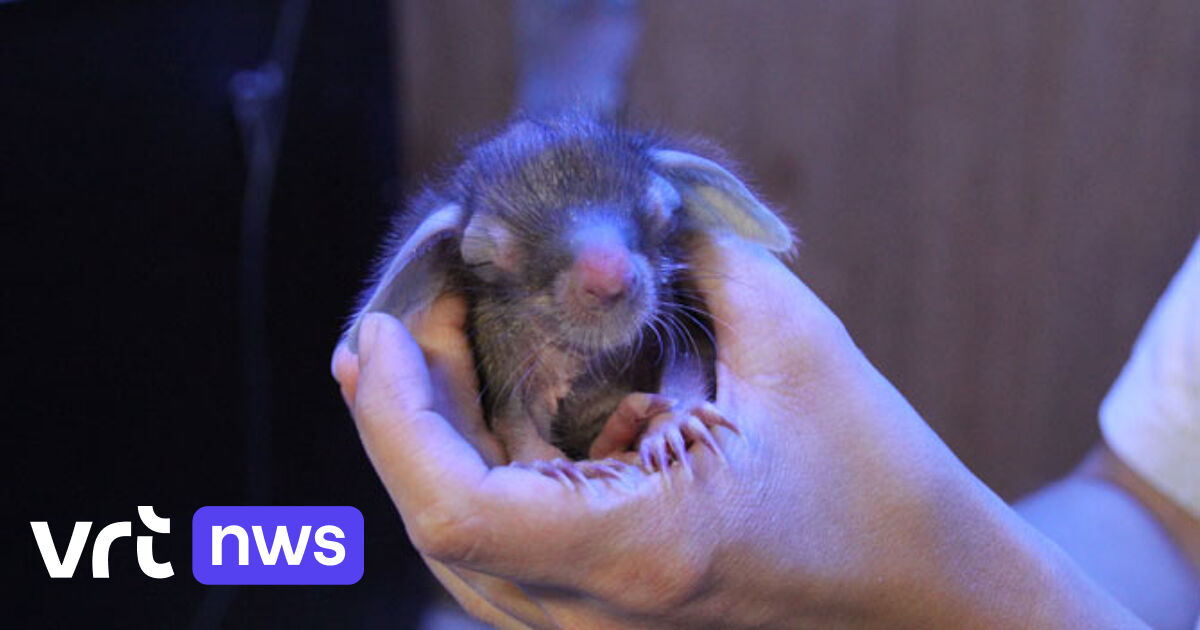 Baby South African springhare born at Antwerp Zoo | VRT NWS: news