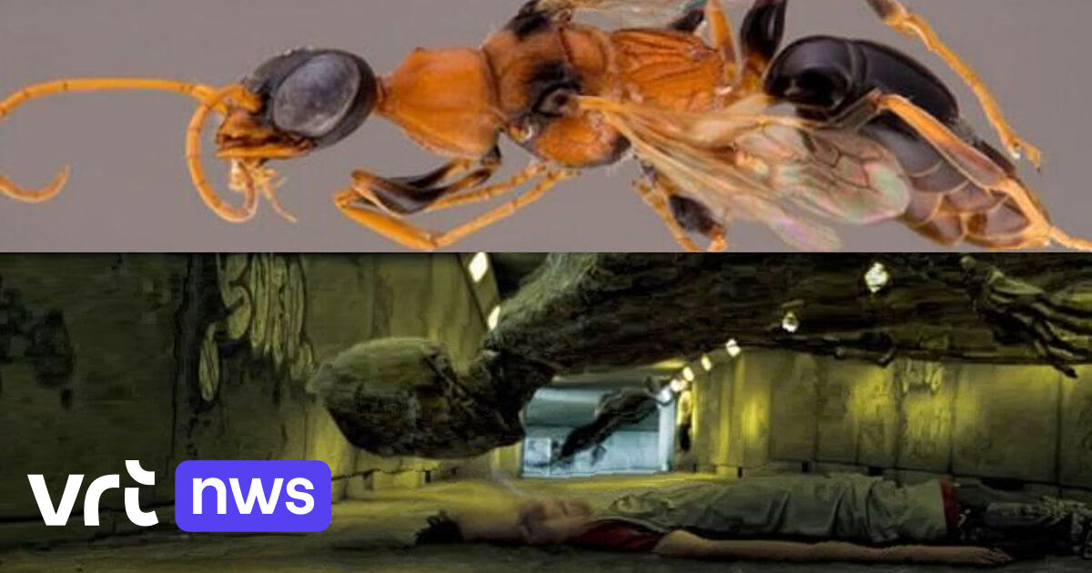 Insect vernoemd naar personage Harry Potter | VRT NWS: nieuws