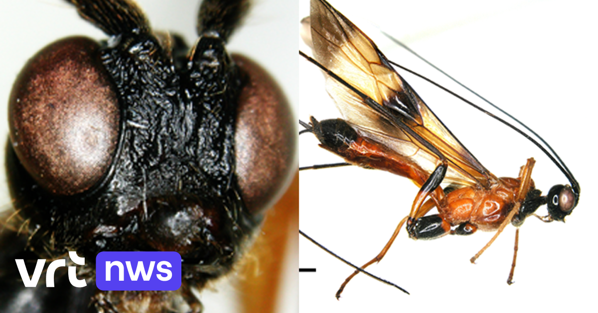 Belgische bioloog noemt tricolore wesp naar koning Filip | VRT NWS: nieuws