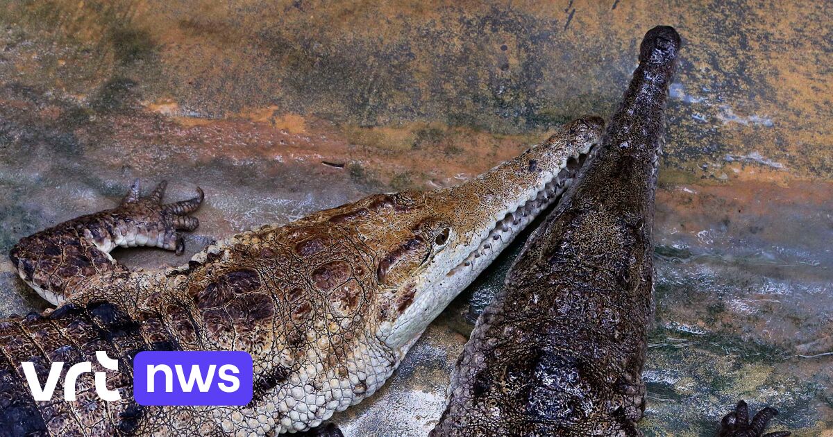 Vijftig krokodillen in beslag genomen op luchthaven van Heathrow | VRT ...