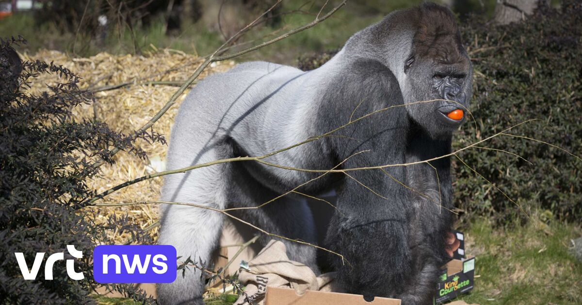 Wereldberoemde gorilla Bokito (27) overleden | VRT NWS: nieuws