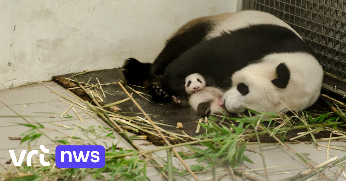 A Pairi Daiza, bébé panda devient un vrai nounours | VRT NWS: le site d ...