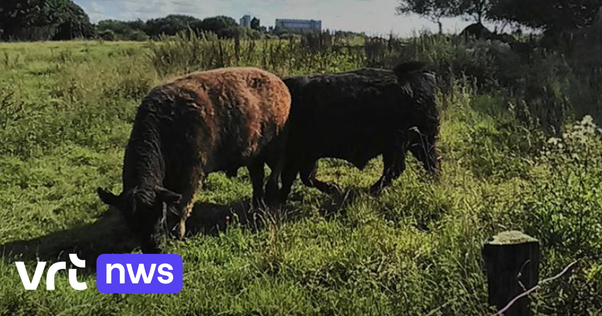 Scheutbos, where the countryside meets the city | VRT NWS: news