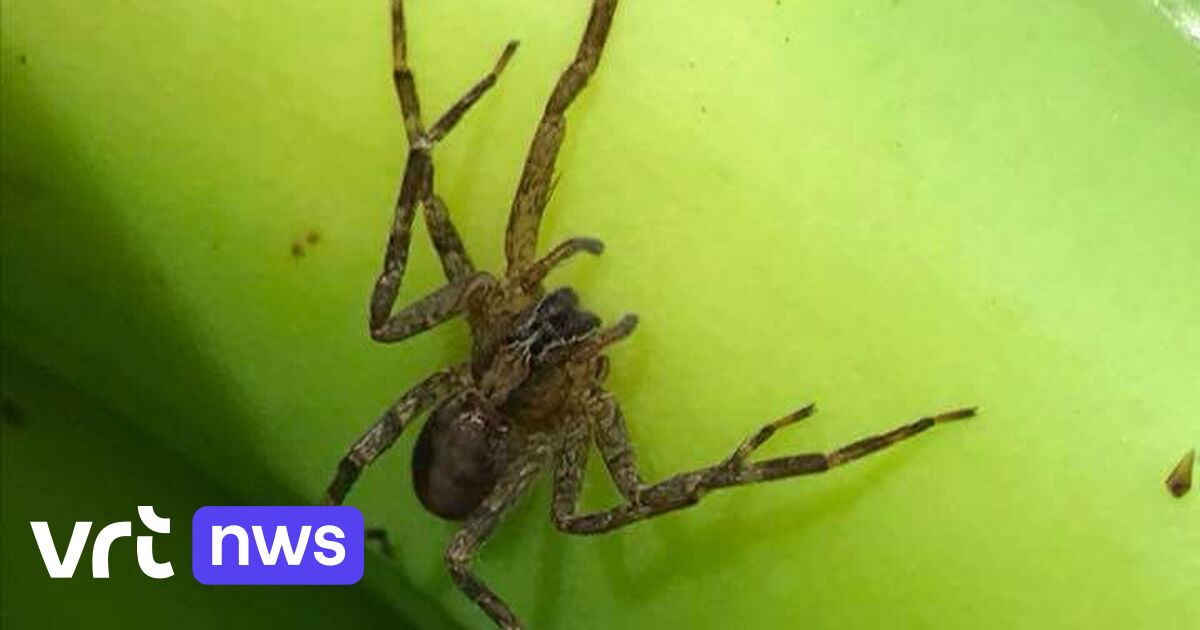 Op zoek naar spin in Lidl Wilrijk: "Geen giftig dier, geen gevaar ...