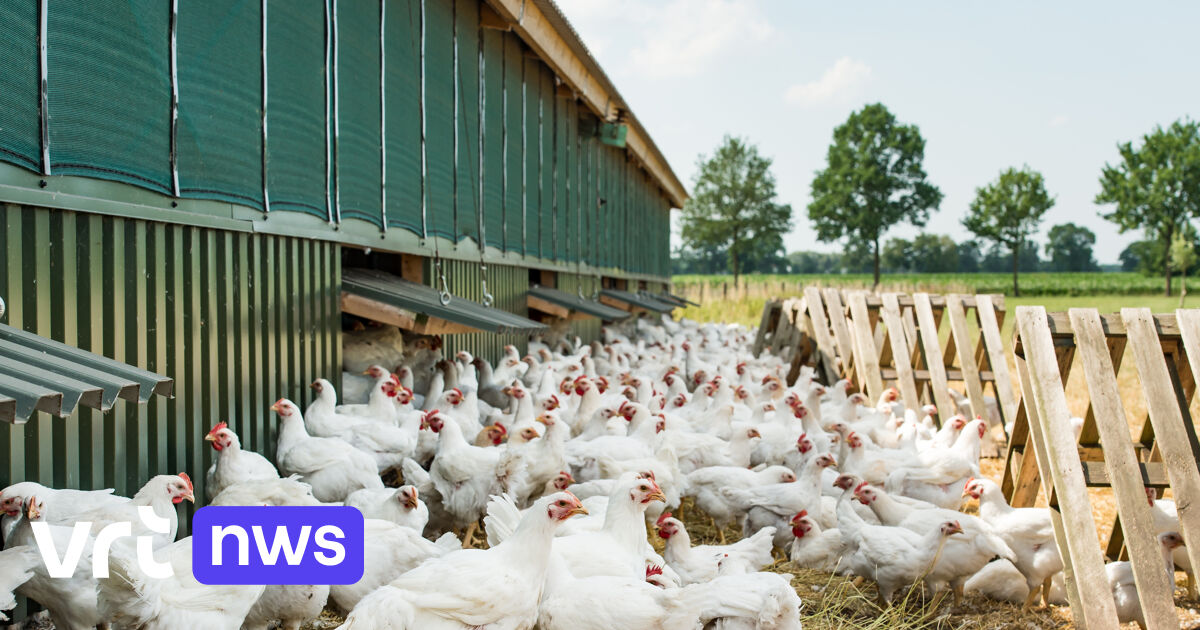 Trente-cinq exploitations avicoles touchées par un virus influenza ...