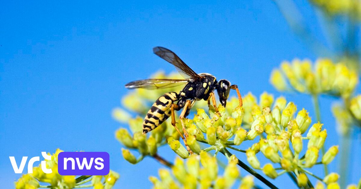 Vlaamse Kruis verzorgt zo'n 700 Pukkelpopgangers die werden gestoken ...