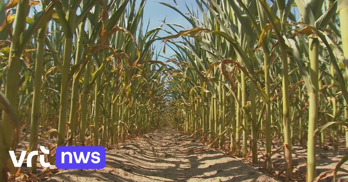 "Take photographs of damaged crops" | VRT NWS: news