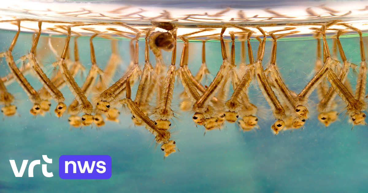 Muggen verspreiden microplastics uit zoet water in de voedselketen op ...