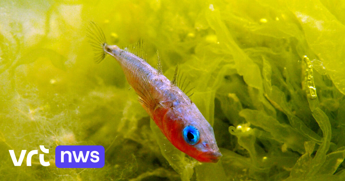 Eicellen kiezen sperma met andere immuniteitsgenen | VRT NWS: nieuws