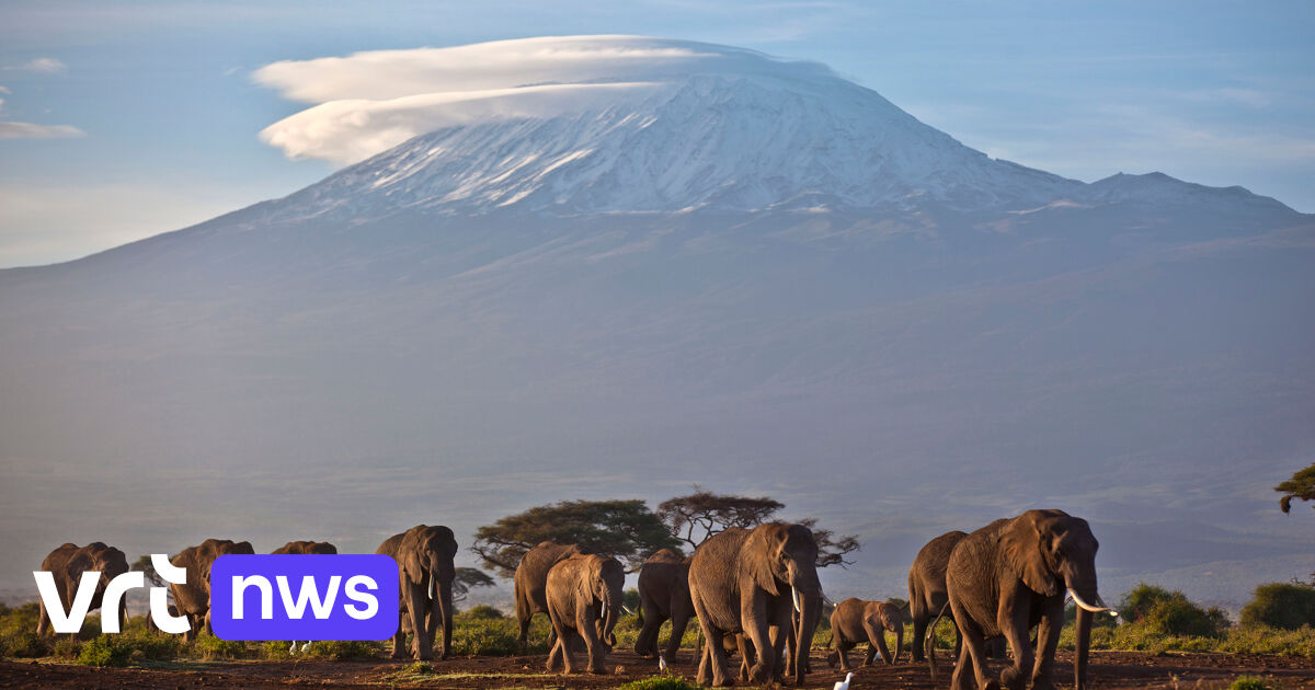 Stroperij op olifanten in Afrika daalt, maar populatie is nog steeds bedreigd | VRT NWS: nieuws