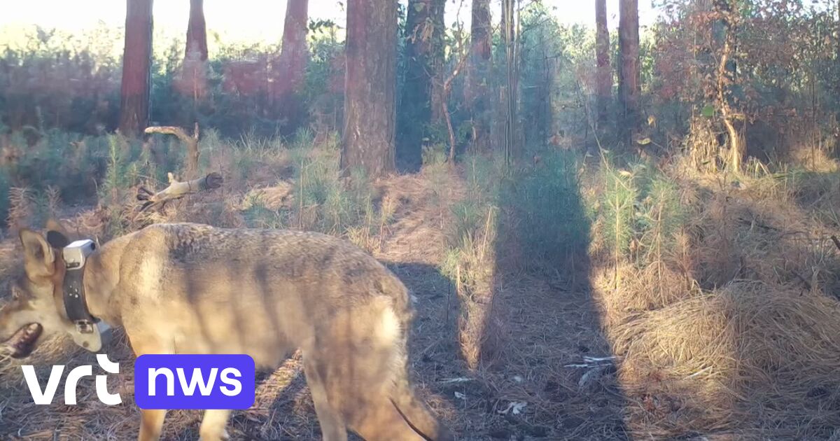New footage featuring Limburg wolf Naya | VRT NWS: news