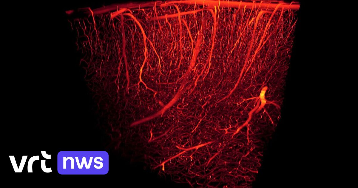 Volledig nieuw bloedvatenstelsel in onze beenderen ontdekt | VRT NWS ...