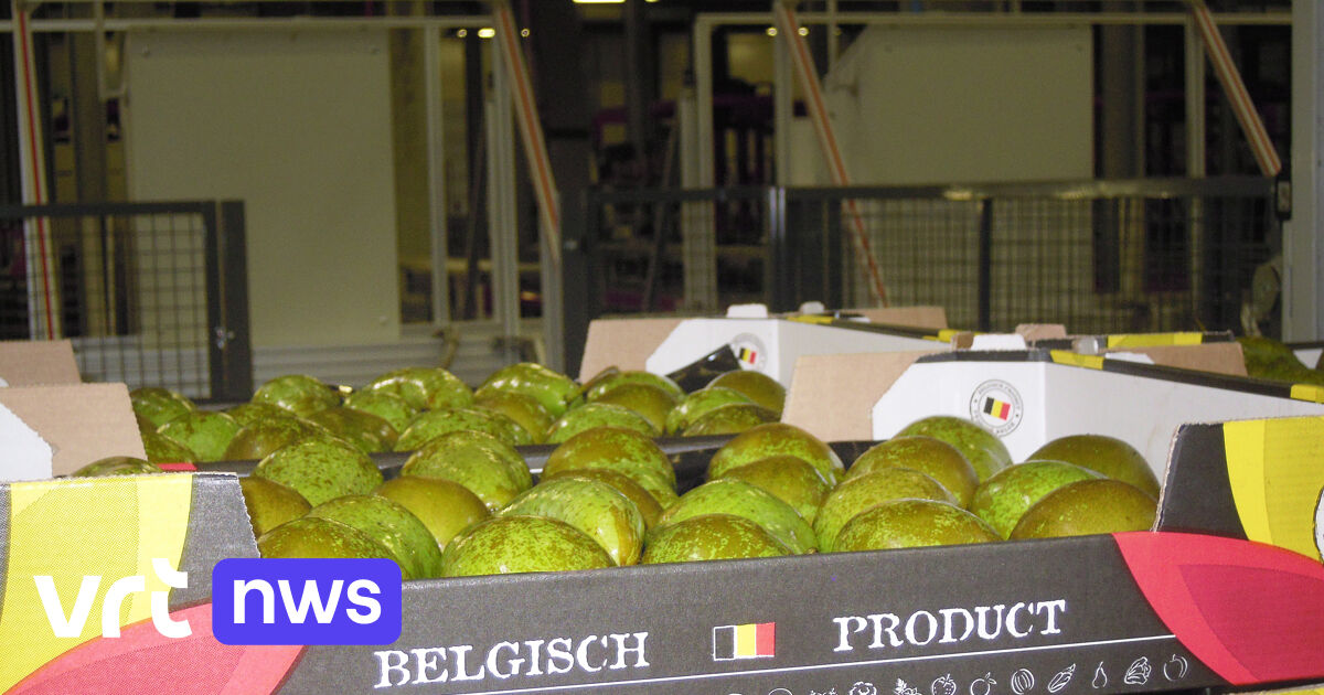 Belgian pear growers have high hopes of a deal with Mexico | VRT NWS: news