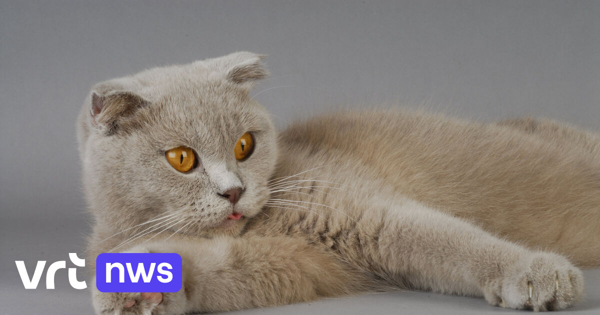 Hybride katten en vouwoorkatten verboden in Brussel | VRT NWS: nieuws