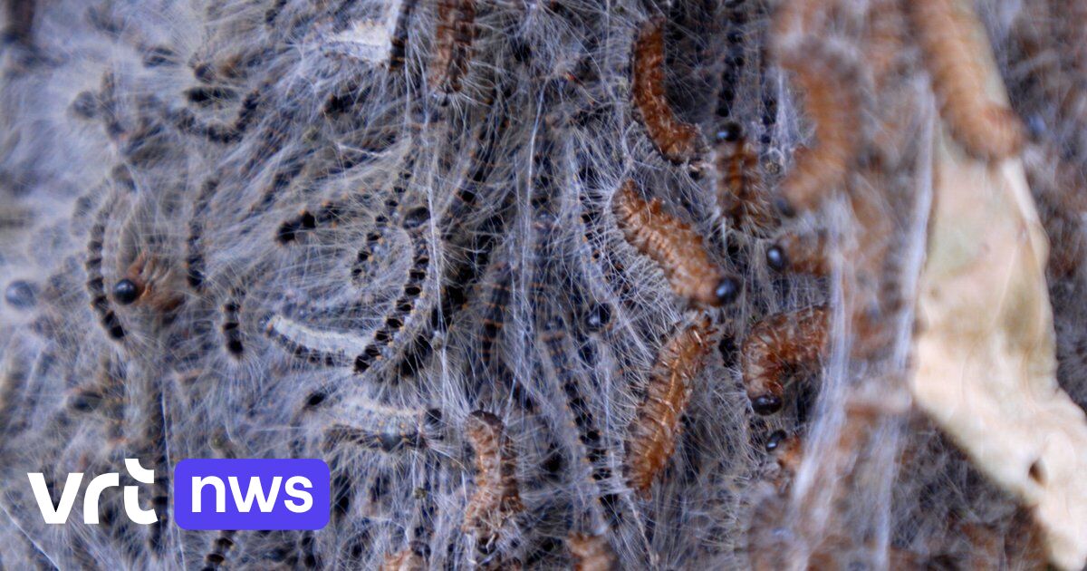 Opnieuw hinder van processierupsen vanaf volgende week | VRT NWS: nieuws