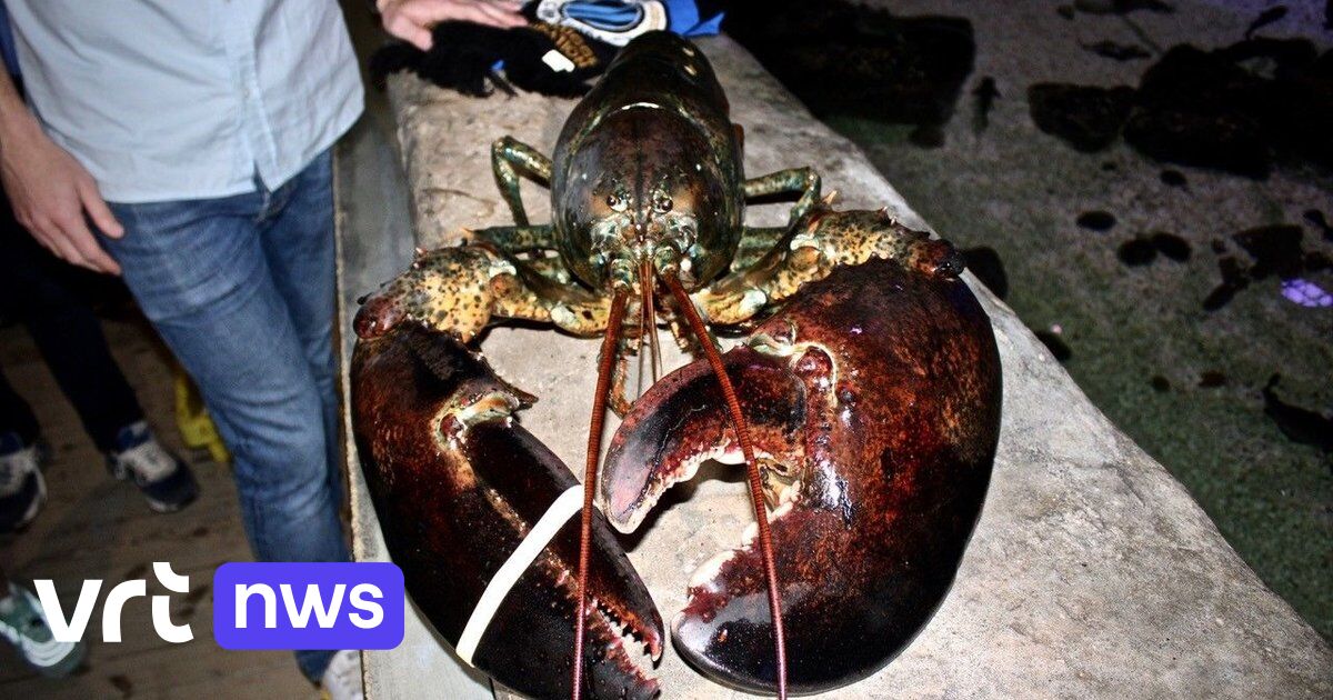 Geriatric lobster Wesley dies aged 90 | VRT NWS: news