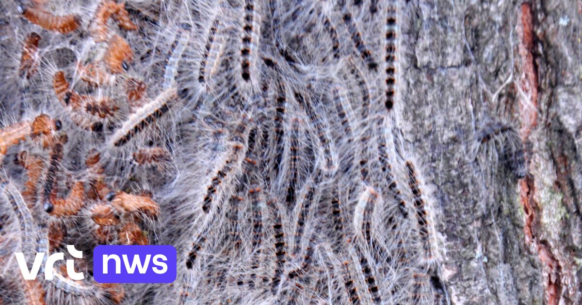 Evergem vernietigt 25 nesten van processierups, net op tijd voor Rock ...