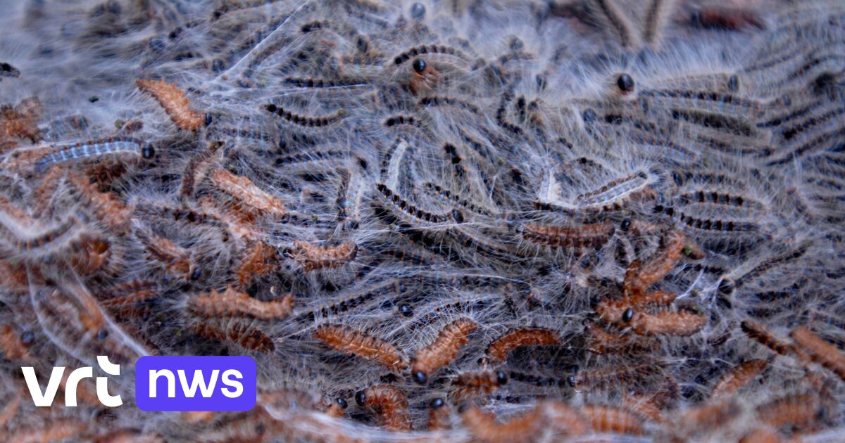 Laat u niet vangen door Facebook­trucje met haardroger tegen ...