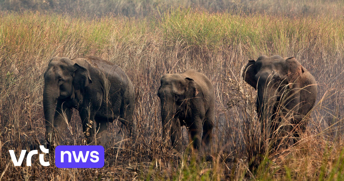 Zimbabwe wil honderden olifanten verhuizen | VRT NWS: nieuws