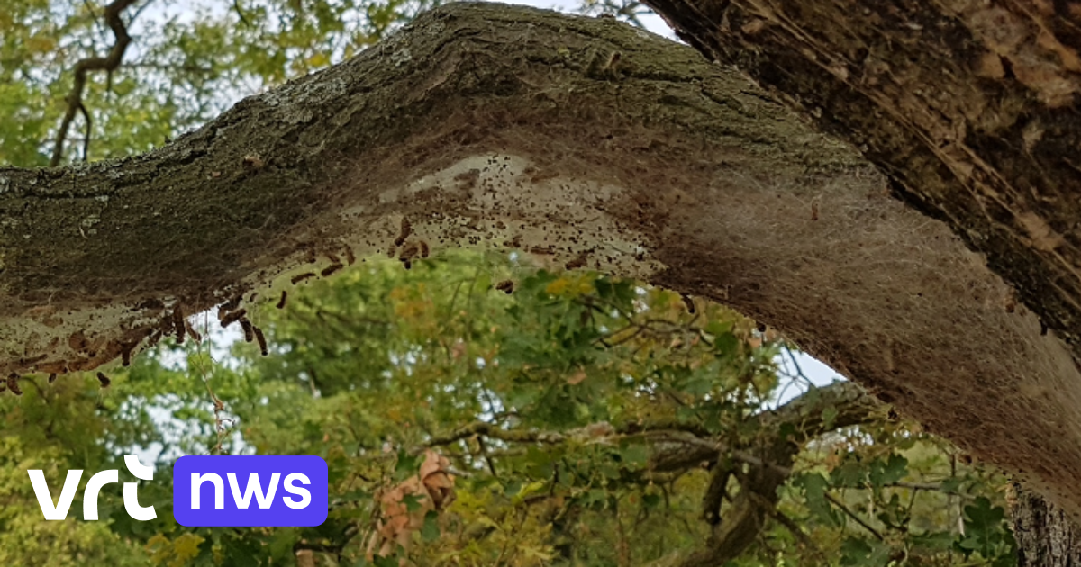 Minder eikenprocessierupsen in Limburg dit jaar | VRT NWS: nieuws