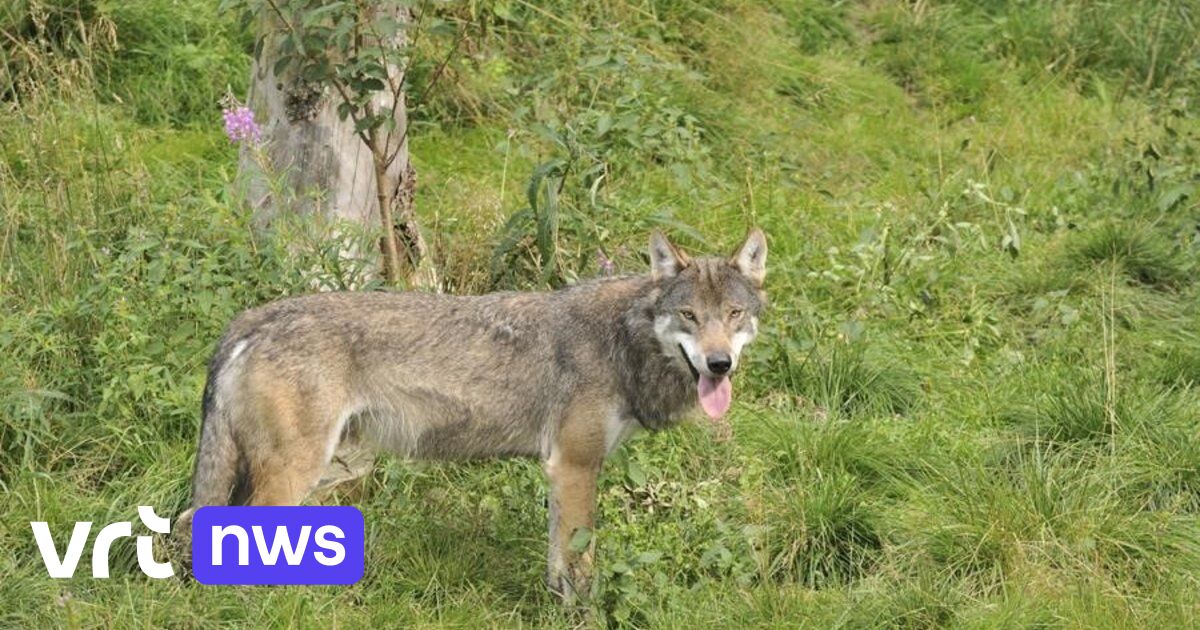 Na dood van wolvin Naya: Wolf August gelokaliseerd na schapenjacht ...