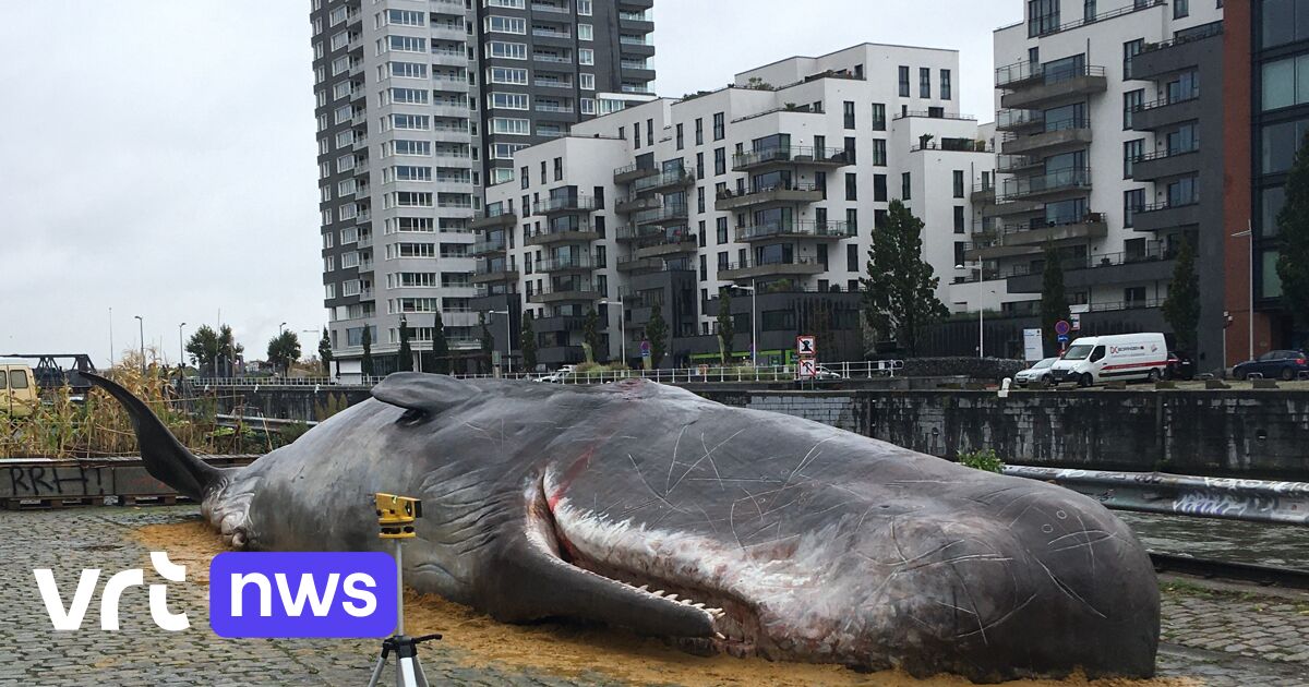 Diergeneeskunde in Merelbeke is klaar met skelet van potvis Valentijn ...
