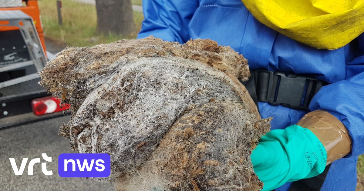 Limburg wil processierups met vijfjarenplan bestrijden | VRT NWS: nieuws