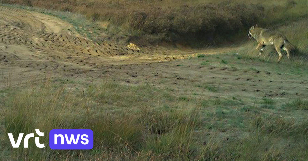 Welkom Wolf dient klacht in bij Europa: "Wolf wordt te weinig beschermd ...