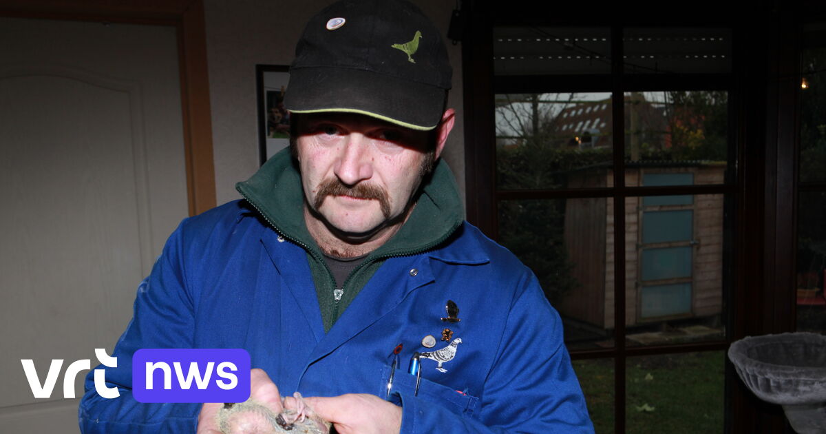 Duivenmelker Frank uit Veurne: "Ik wist niet wat ik zag, mijn ...