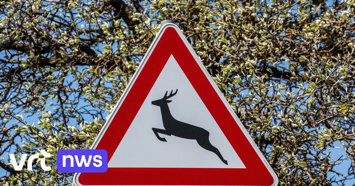 Loslopend hert al twee keer gezien in de straten van Kessel-Lo | VRT ...