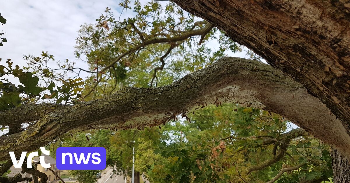 Minder hinder door processierupsen dit jaar in Limburg | VRT NWS: nieuws